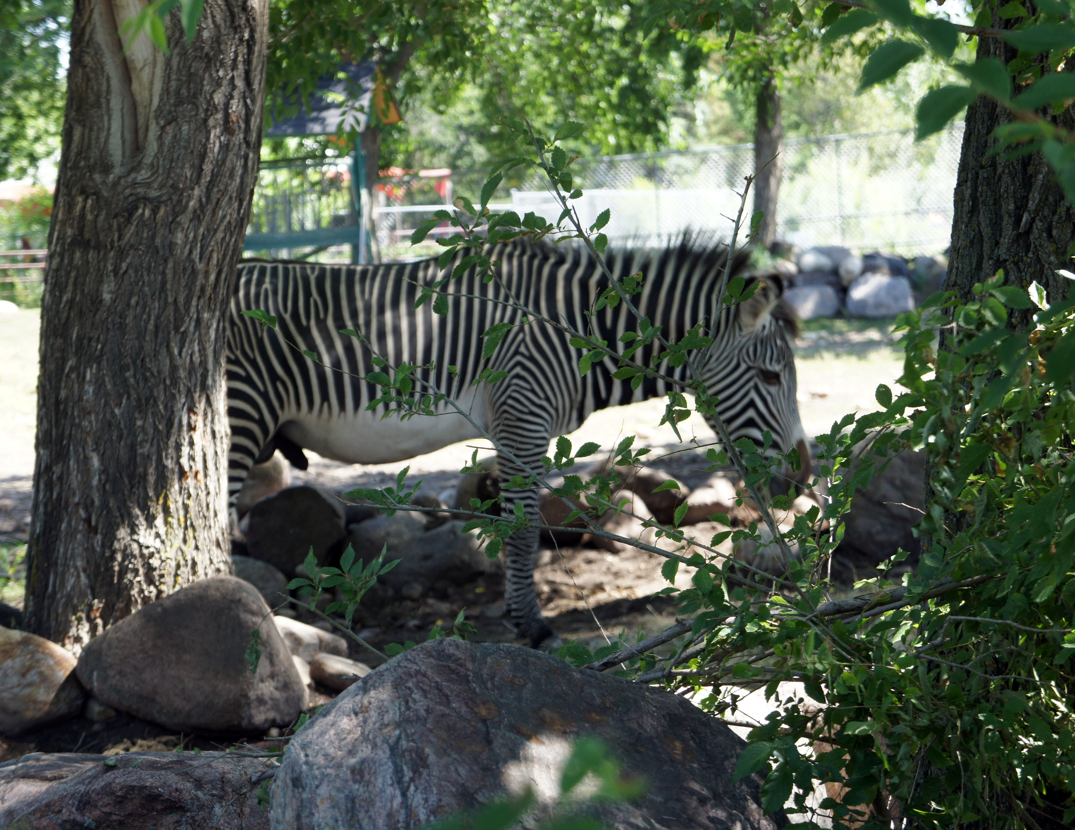 Goin’ to the Zoo, Zoo, Zoo….